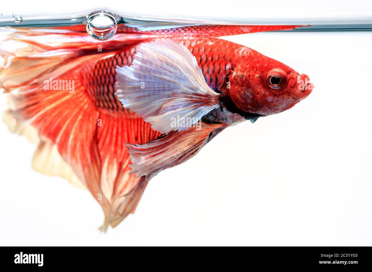 Fighting fish , beautiful fish , Beautiful colour.Siamese fighting fish ...