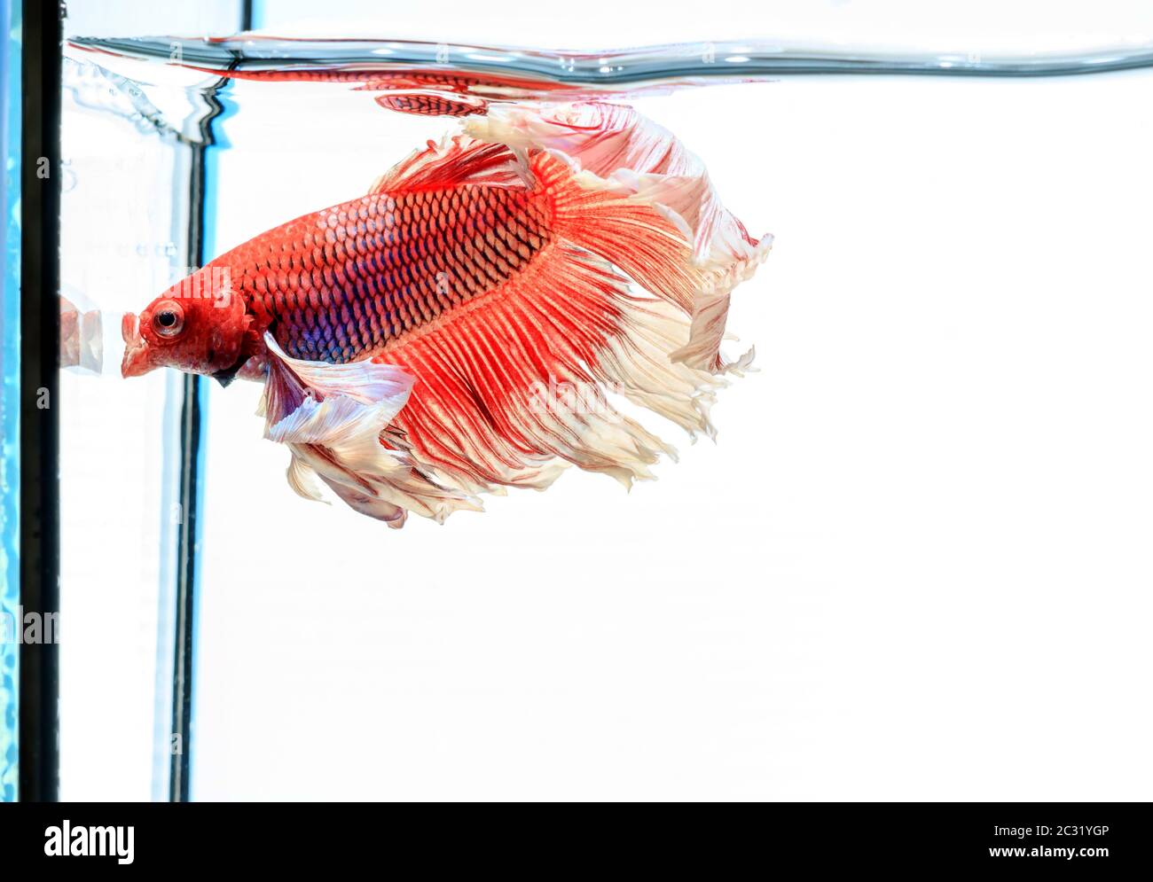 Fighting fish , beautiful fish , Beautiful colour.Siamese fighting fish ...