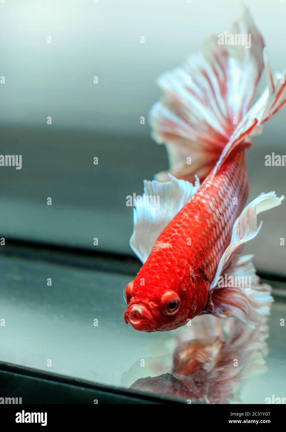 Japanese fighting fish hi-res stock photography and images - Alamy