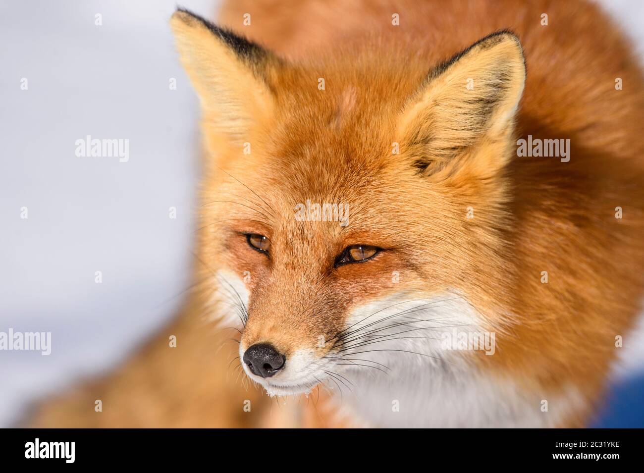 Red fox (Vulpes vulpes), Algonquin Provincial Park, Ontario, Canada ...