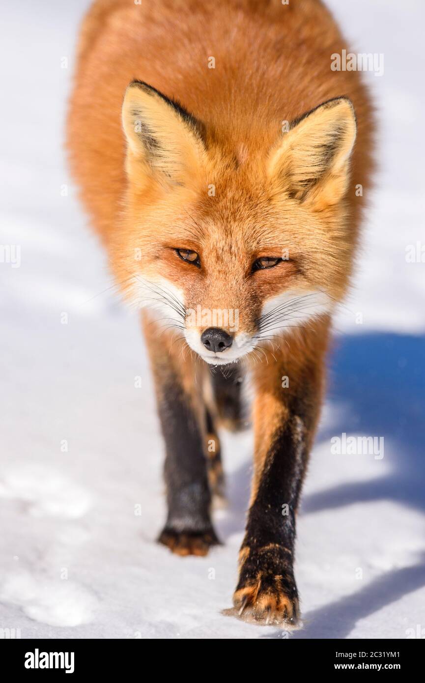 Red fox (Vulpes vulpes), Algonquin Provincial Park, Ontario, Canada ...