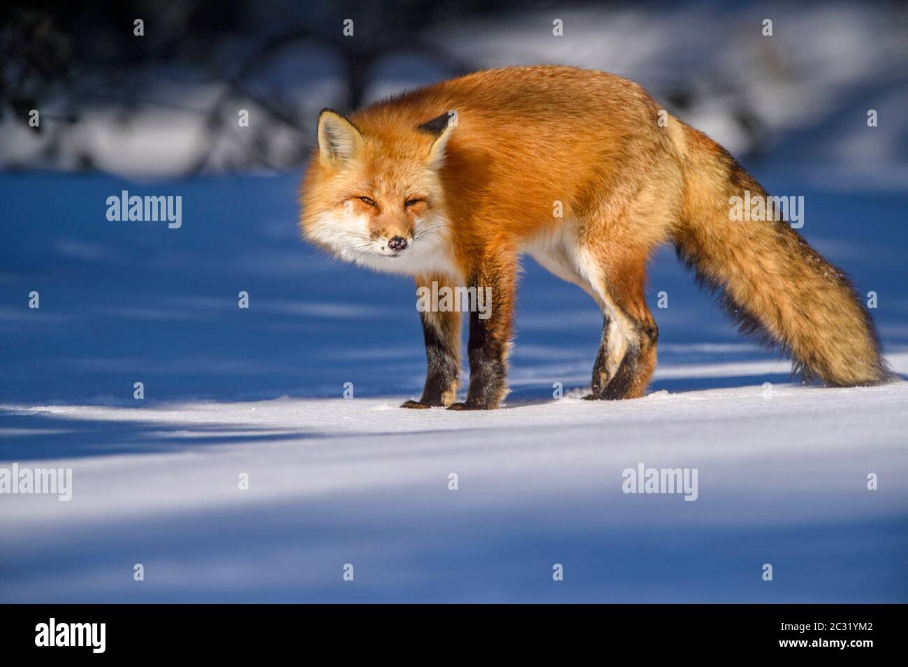 Red fox (Vulpes vulpes), Algonquin Provincial Park, Ontario, Canada ...