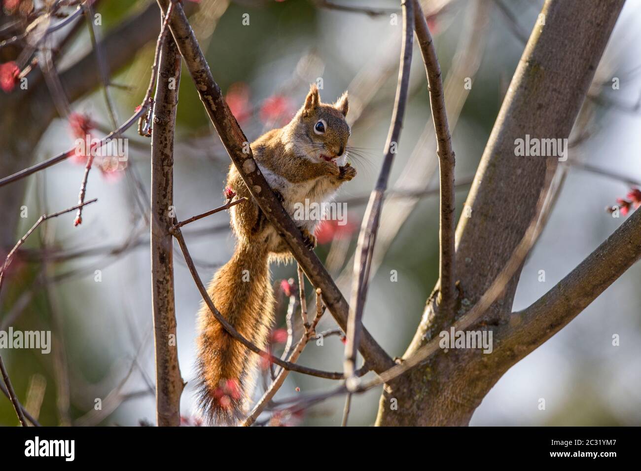 Red squirrel (Tamiasciurus hudsonicus) in spring maple tree, Greater ...