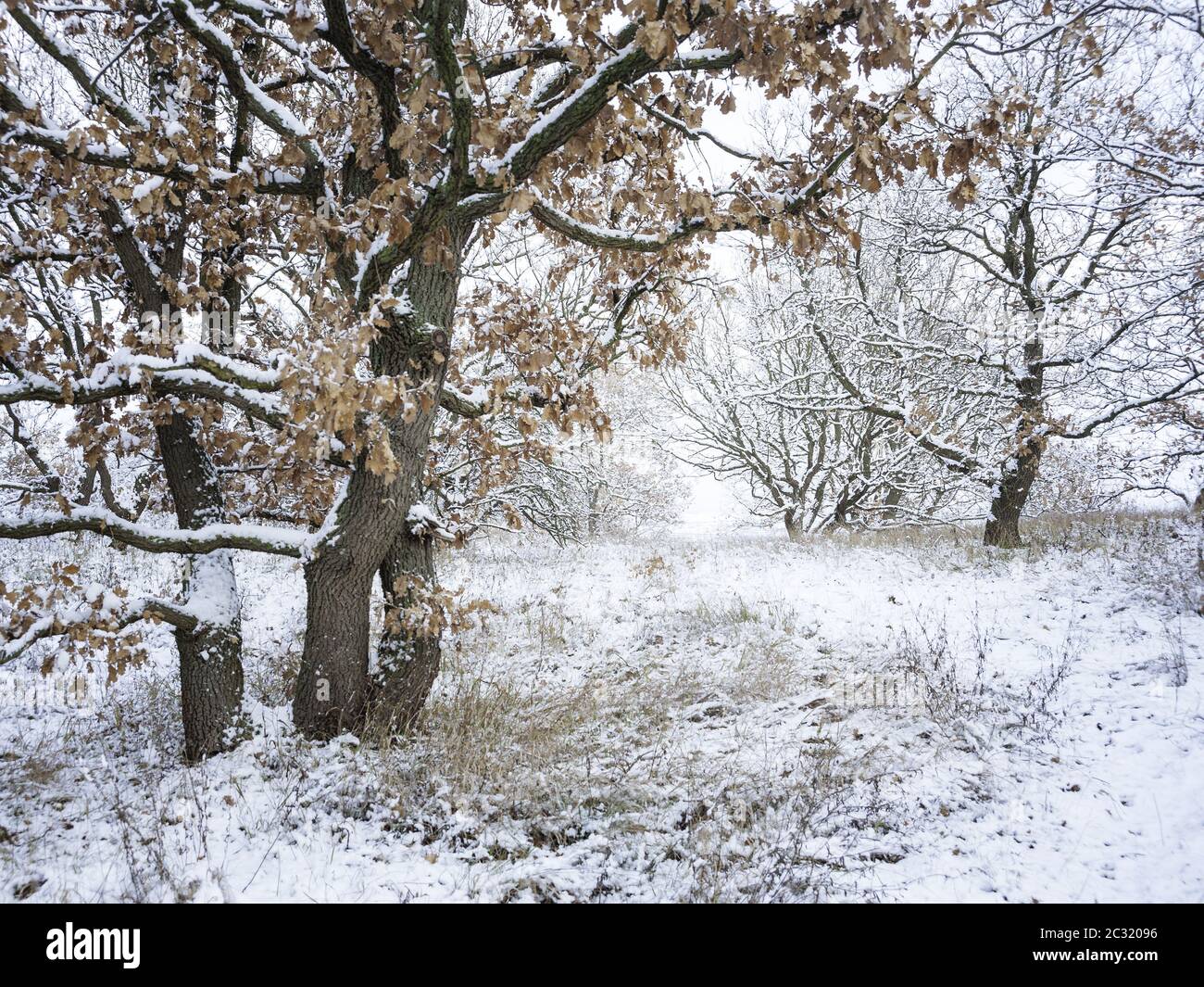 Oak trees in winter with snow Stock Photo - Alamy