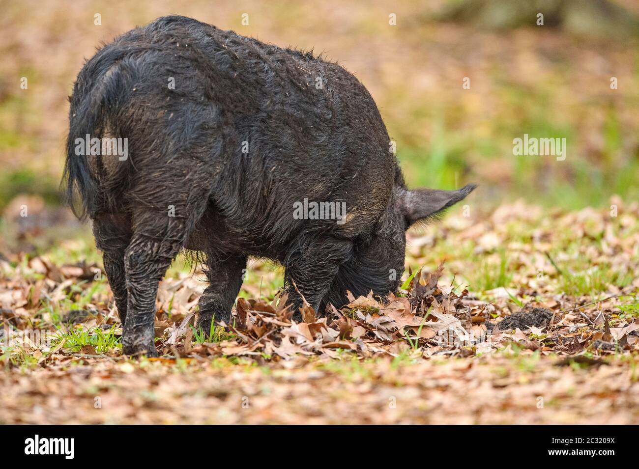 Feral hog (Sus scrofa) Fontainebleau State Park, Louisiana, USA Stock ...