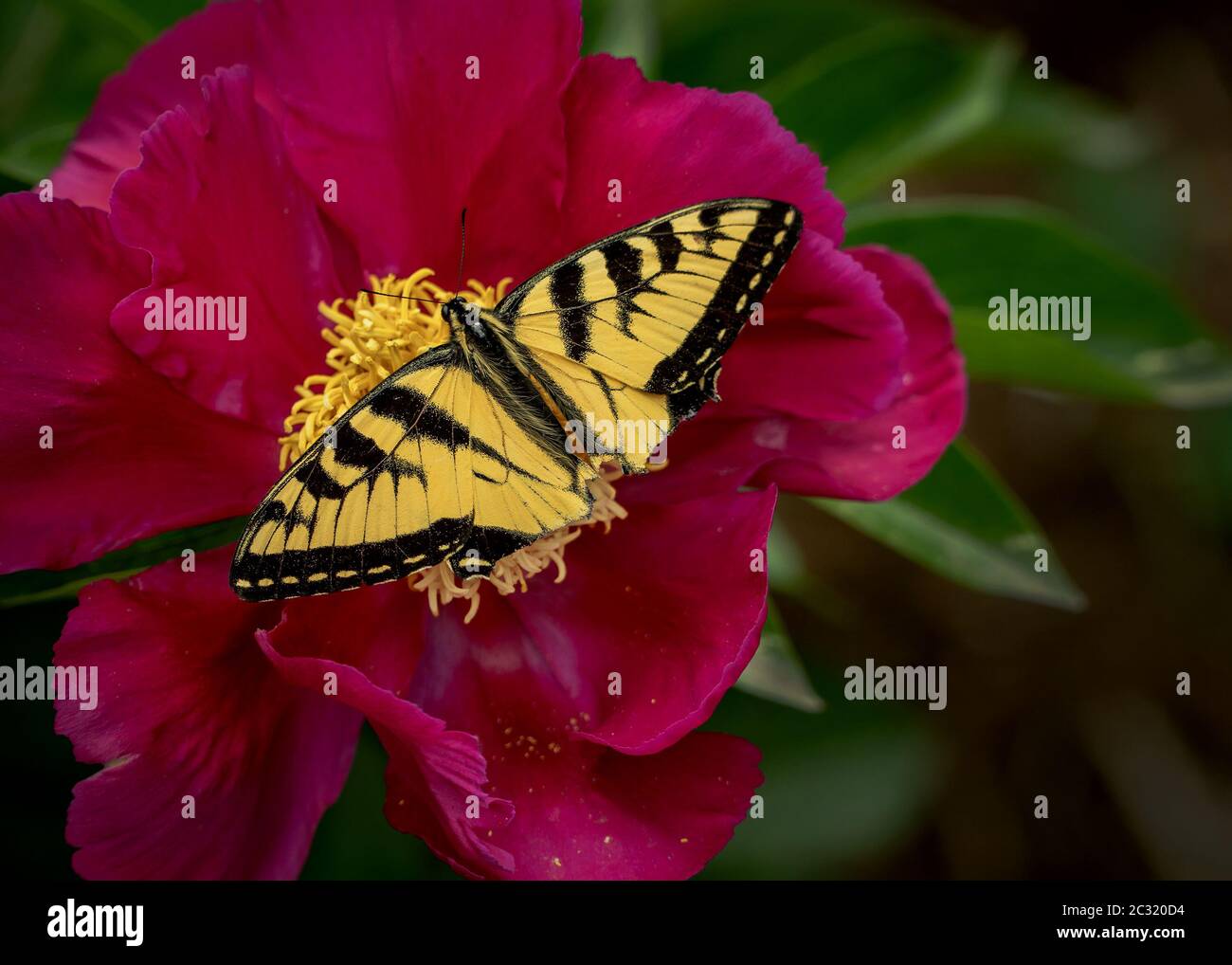 Butterfly on a red flower Stock Photo - Alamy