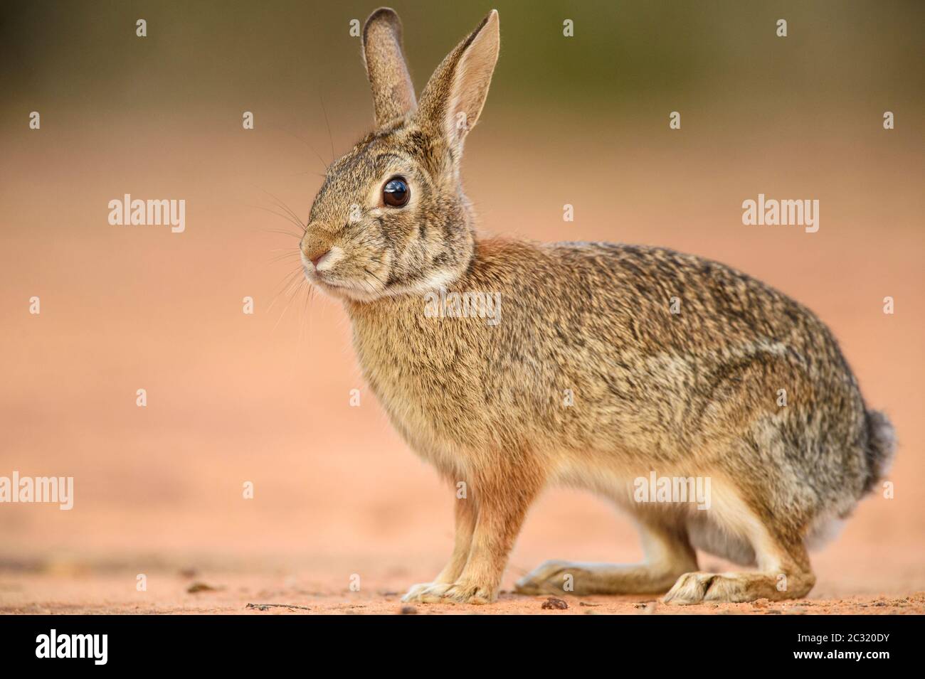 Desert Rabbits High Resolution Stock Photography and Images - Alamy