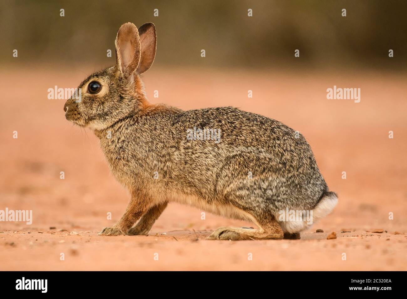 Desert Rabbits High Resolution Stock Photography and Images - Alamy