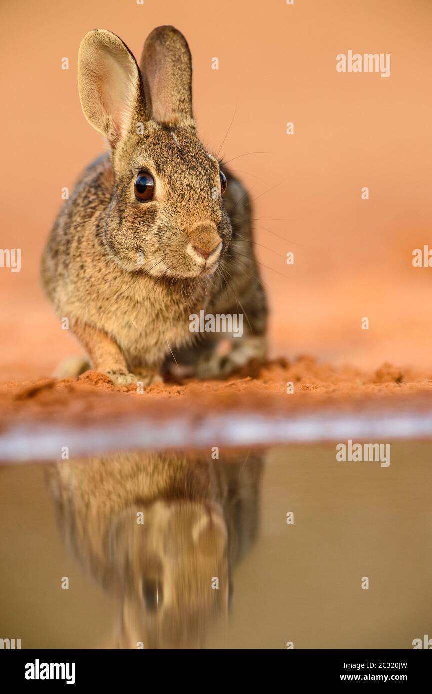 North american desert animals water hi-res stock photography and images ...
