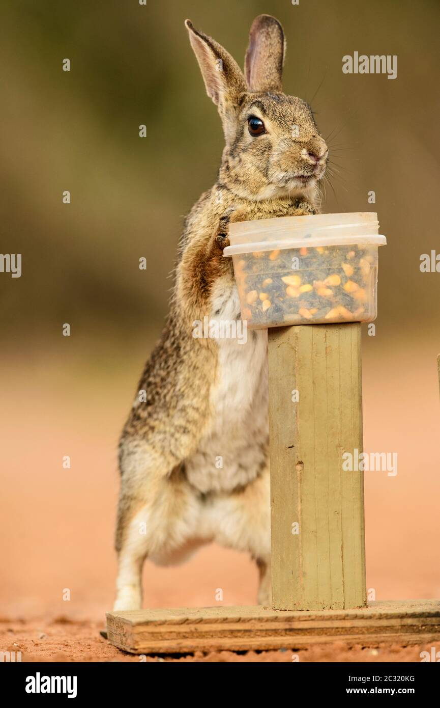 Desert Rabbits High Resolution Stock Photography and Images - Alamy