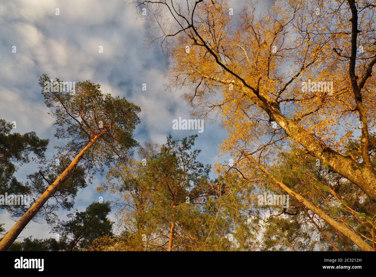 Senne hi-res stock photography and images - Alamy