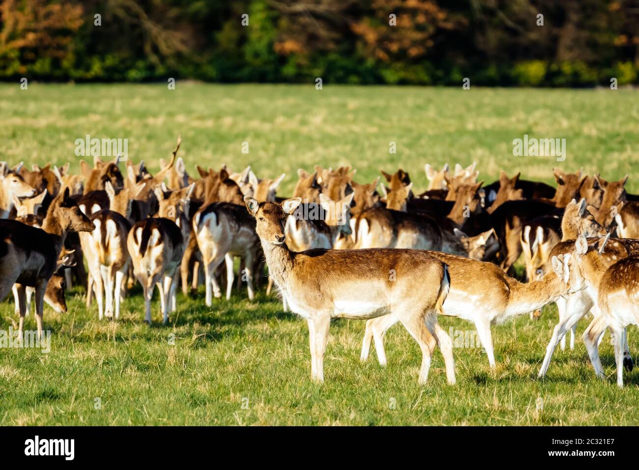 Large herd of deer hi-res stock photography and images - Alamy