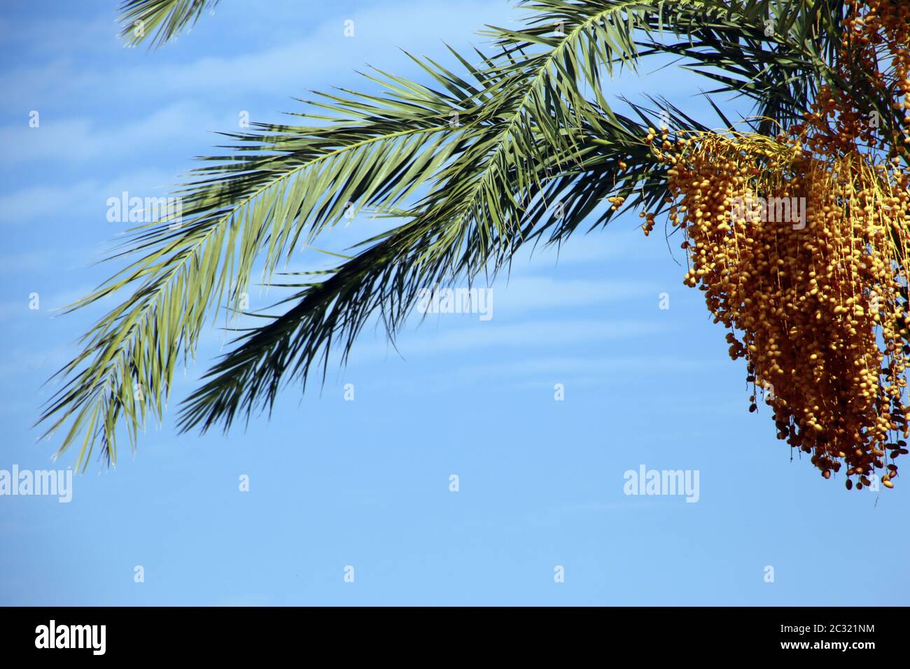 Date palm fronds hi-res stock photography and images - Alamy
