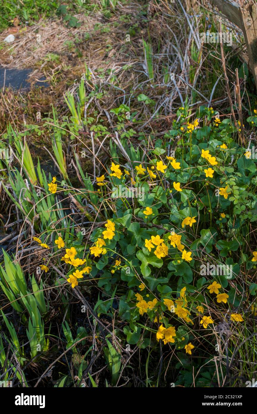 Boggy areas hi-res stock photography and images - Alamy