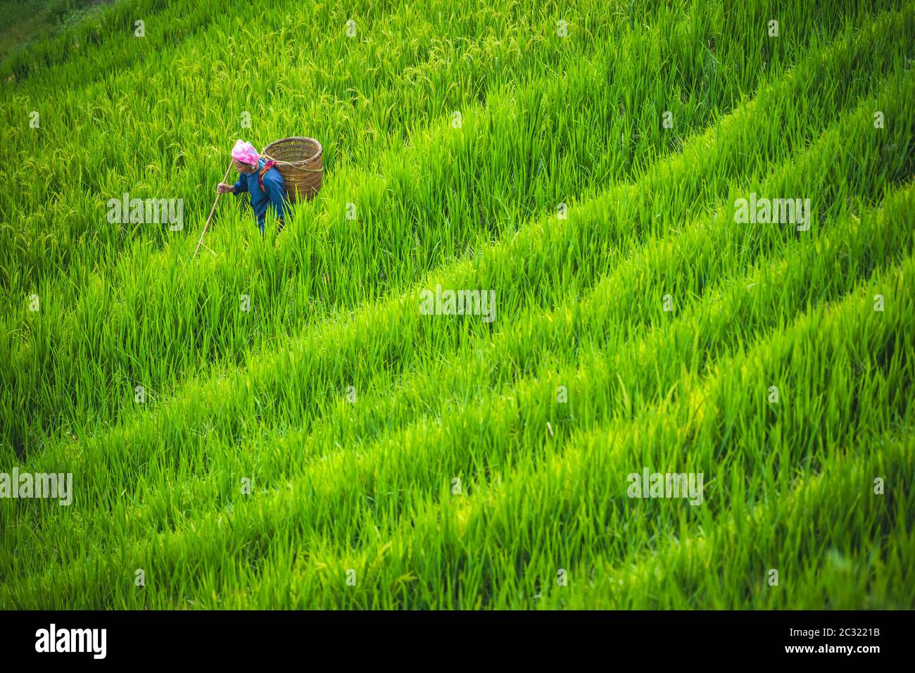 Older chinese woman walking through the ricefields Stock Photo - Alamy
