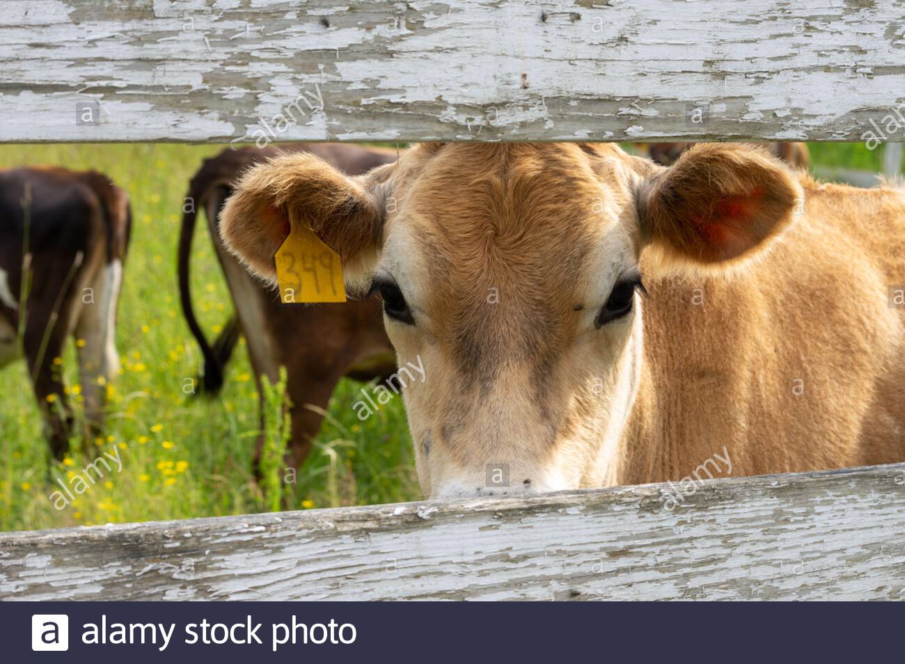 Fence Rails High Resolution Stock Photography and Images - Alamy