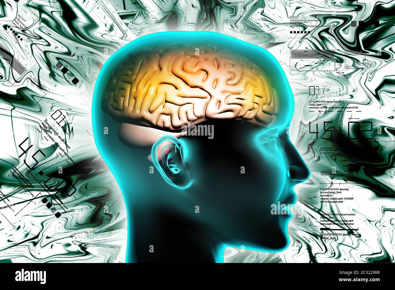 representation of female brain Stock Photo - Alamy