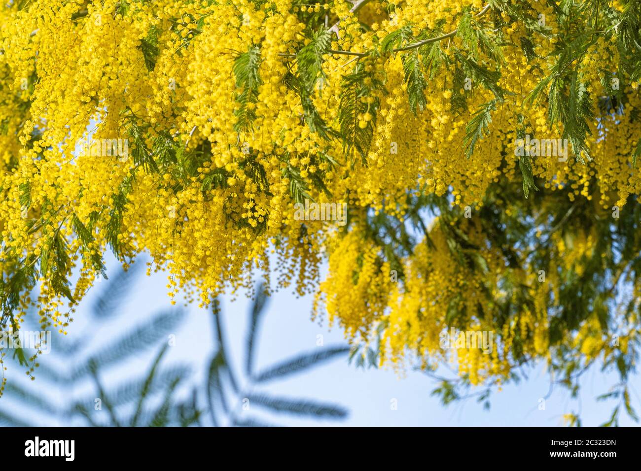 Mimosa tree branches hi-res stock photography and images - Alamy