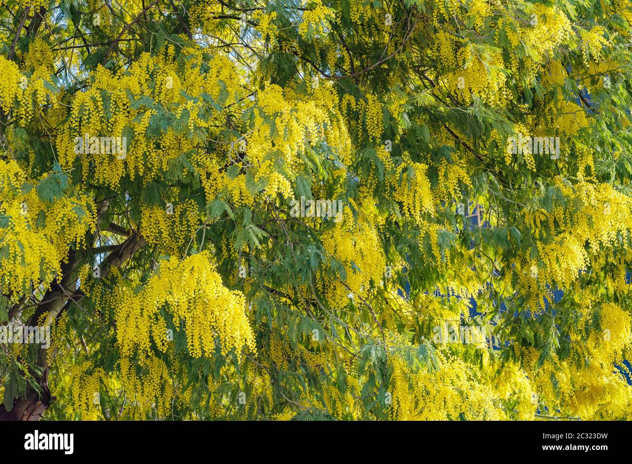 Blooming mimosa tree branches. Spring holiday blossom backdrop Stock ...