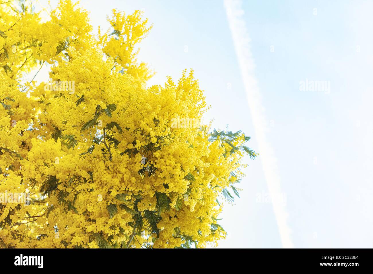 Blooming mimosa tree branches. Spring holiday blossom backdrop Stock ...