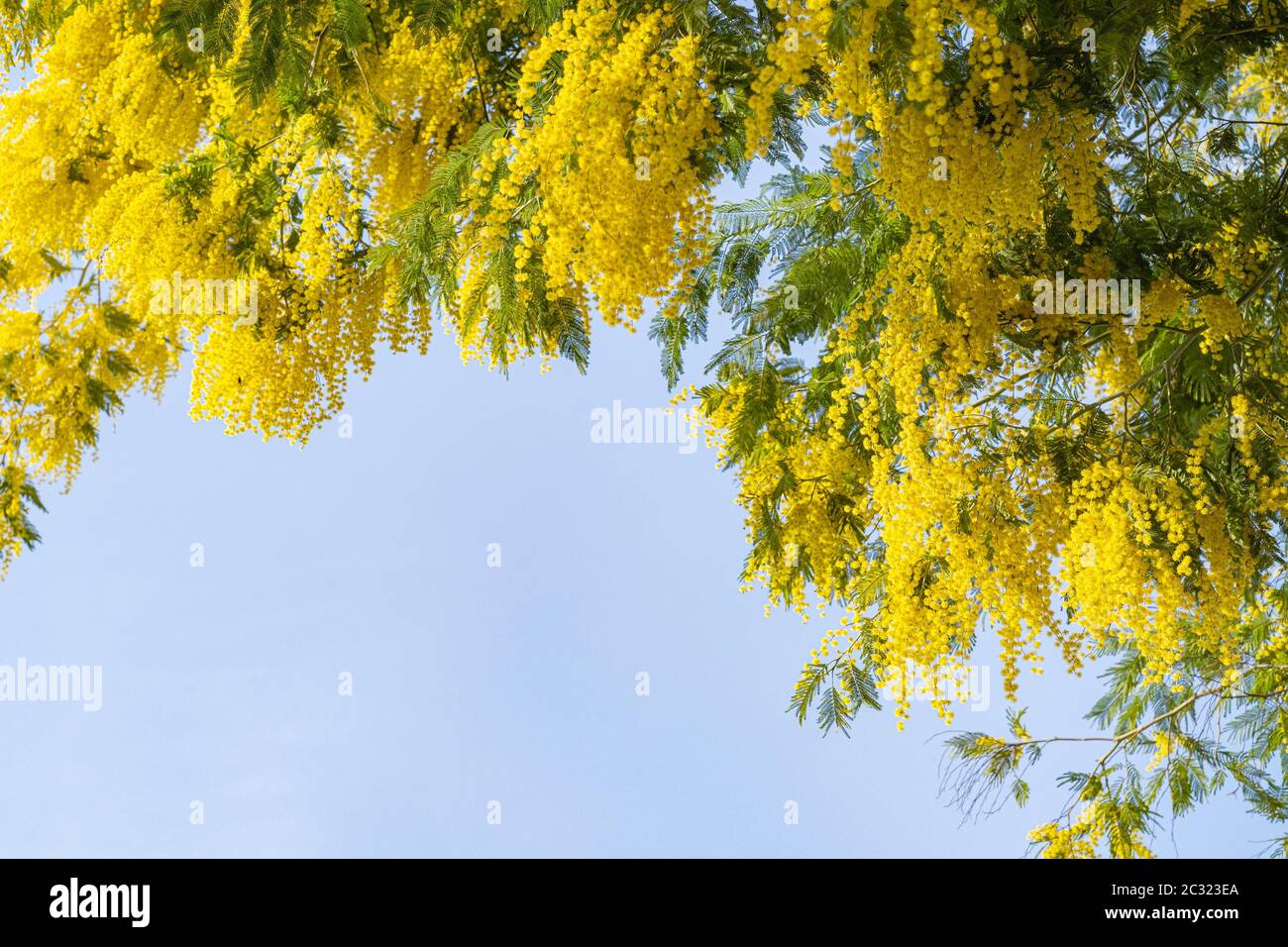 Blooming mimosa tree branches. Spring holiday blossom backdrop Stock ...
