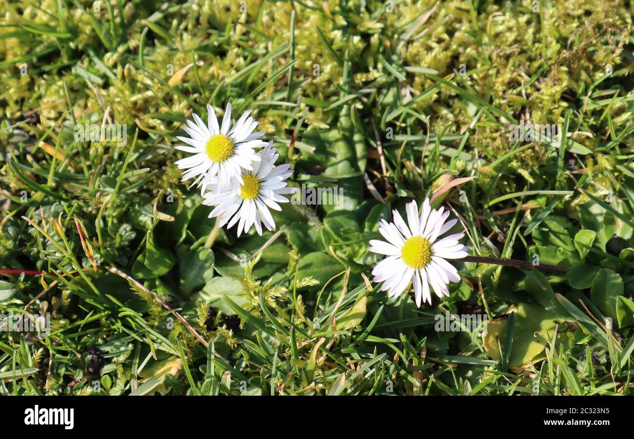 Opened daisy flowers growing in the grass Stock Photo - Alamy