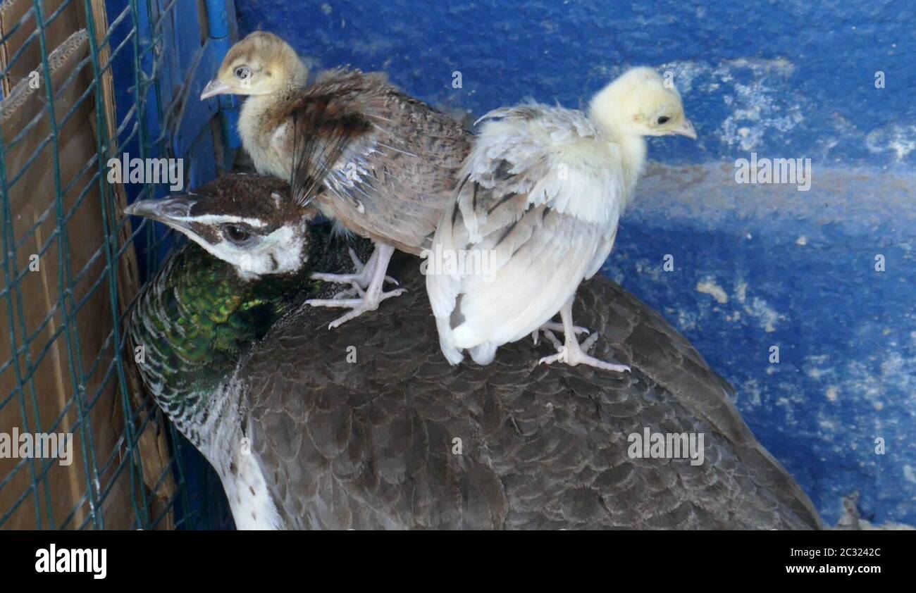 Hollywood, California, USA 17th June 2020 A general view of atmosphere ...