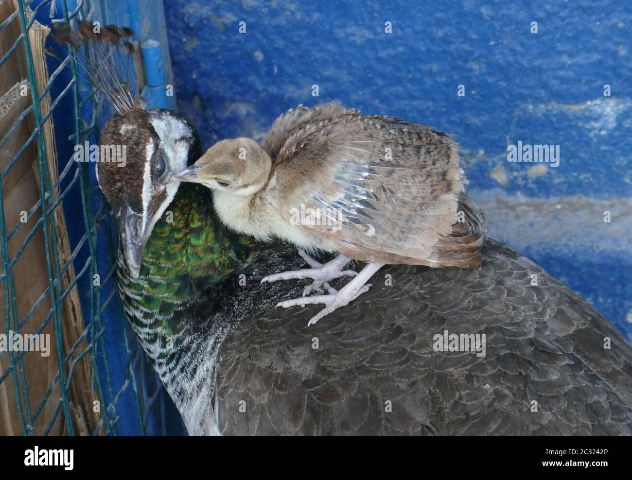 Hollywood, California, USA 17th June 2020 A general view of atmosphere ...