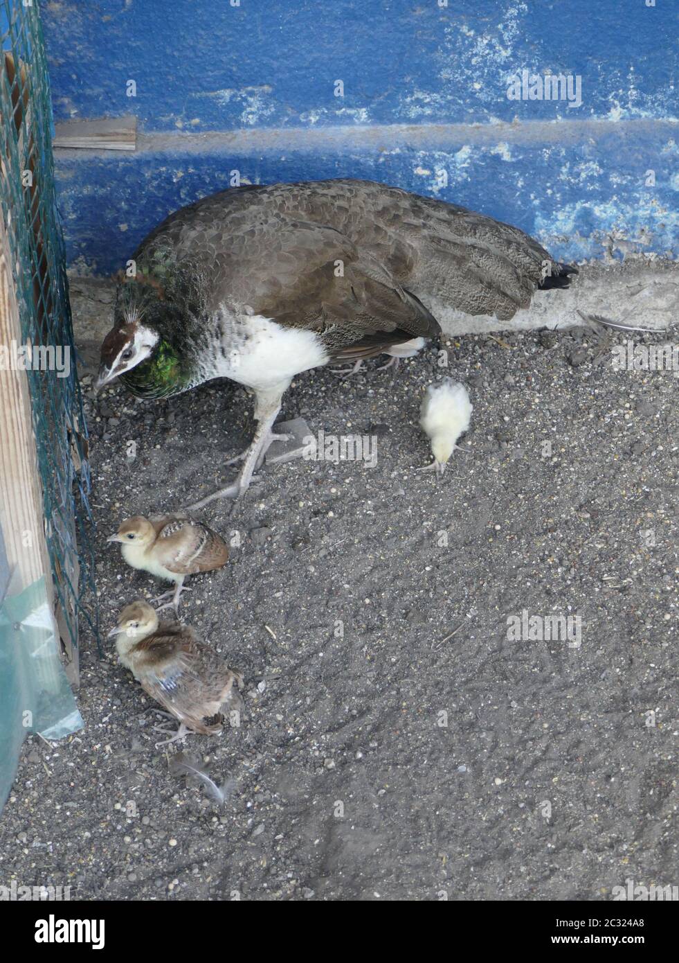 Hollywood, California, USA 17th June 2020 A general view of atmosphere ...