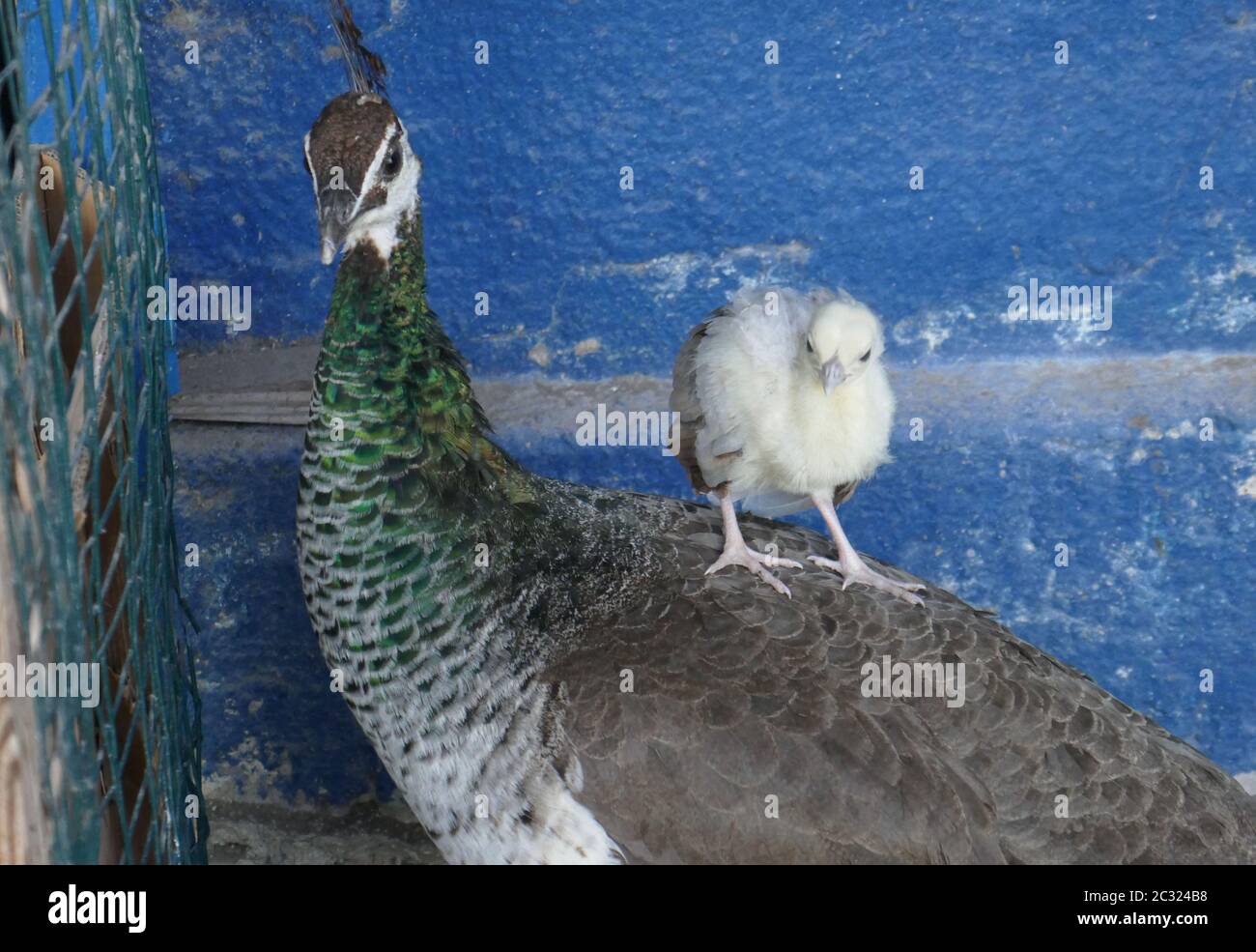 Mother peacock hi-res stock photography and images - Alamy