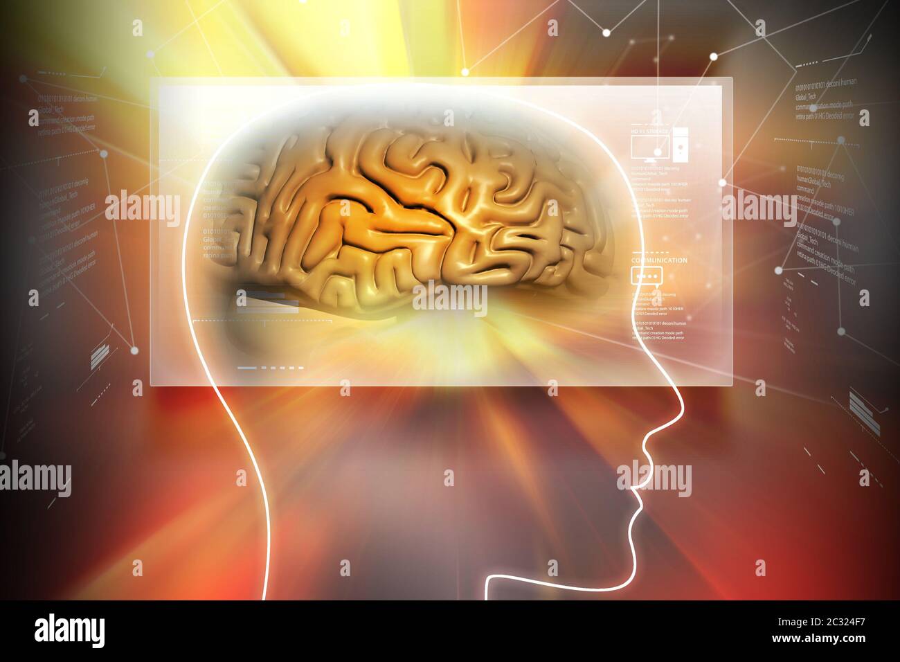 representation of female brain Stock Photo - Alamy