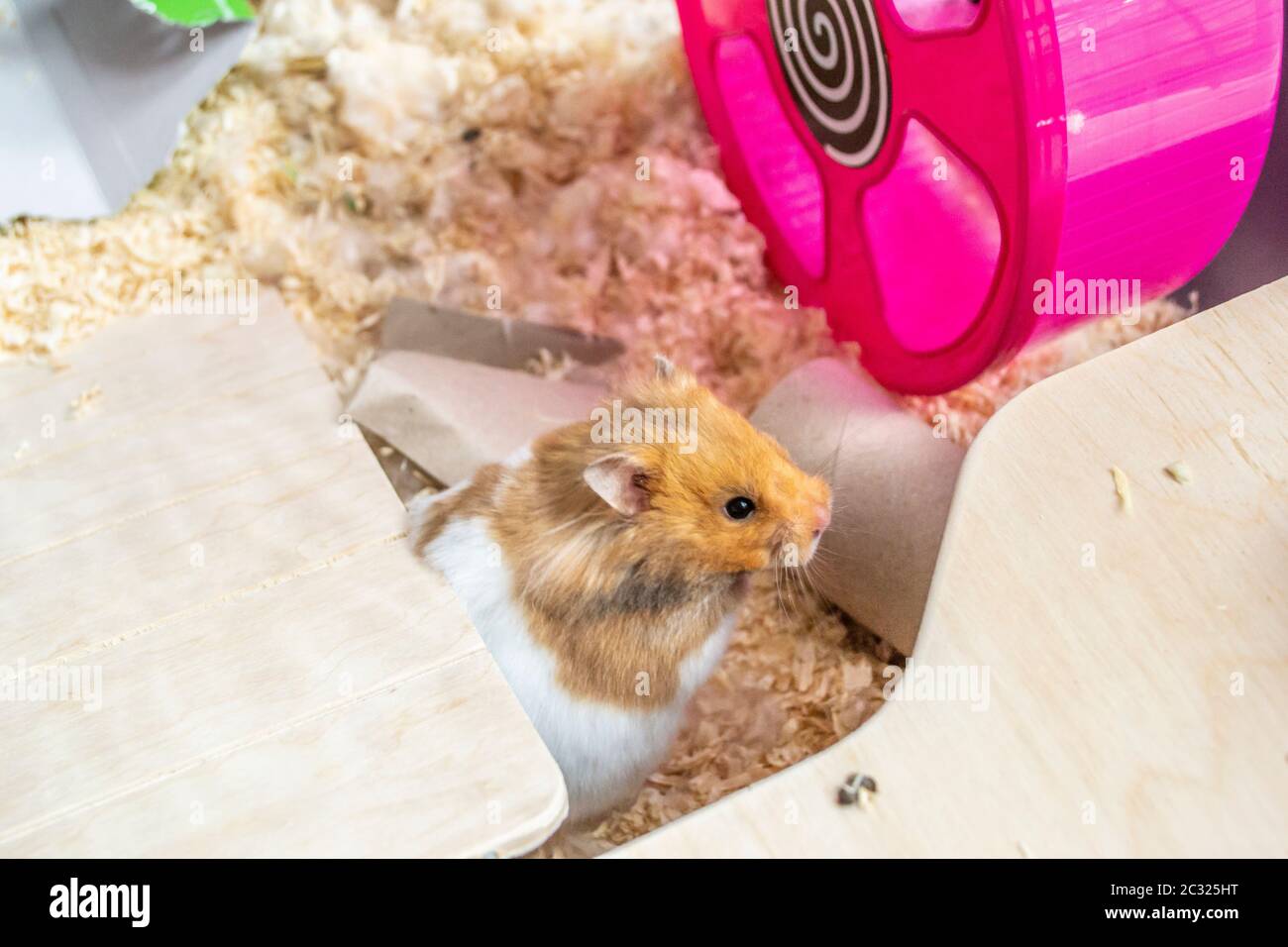 Closeup of a Syrian hamster Stock Photo - Alamy