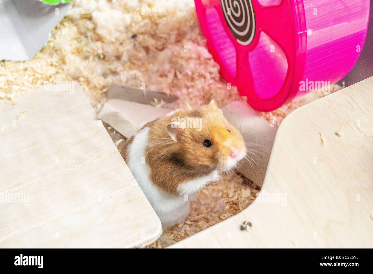 Homemade Syrian Hamster Cages