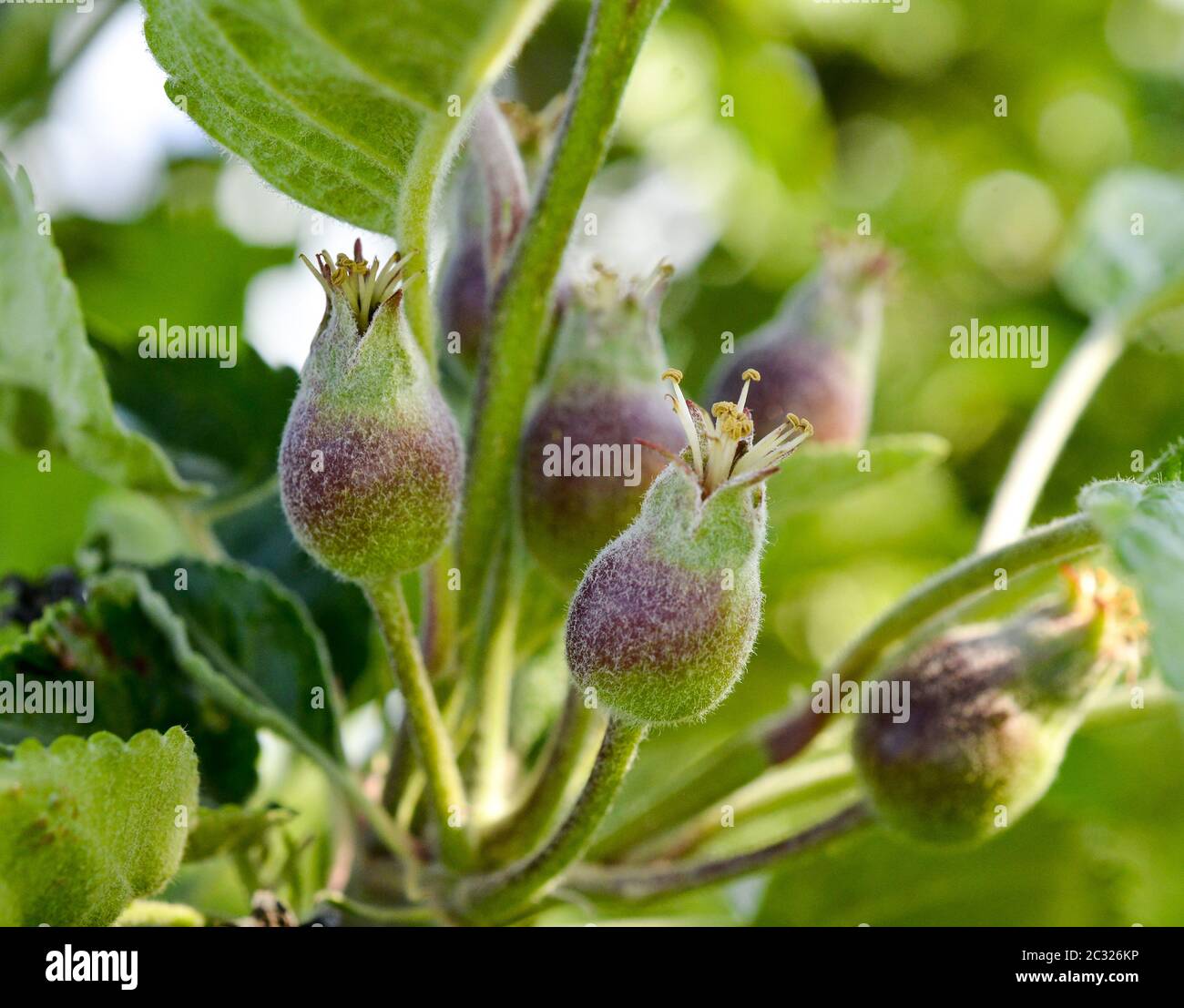 Ovary fruit apple. Young apples on the tree begin to ripen image Stock ...