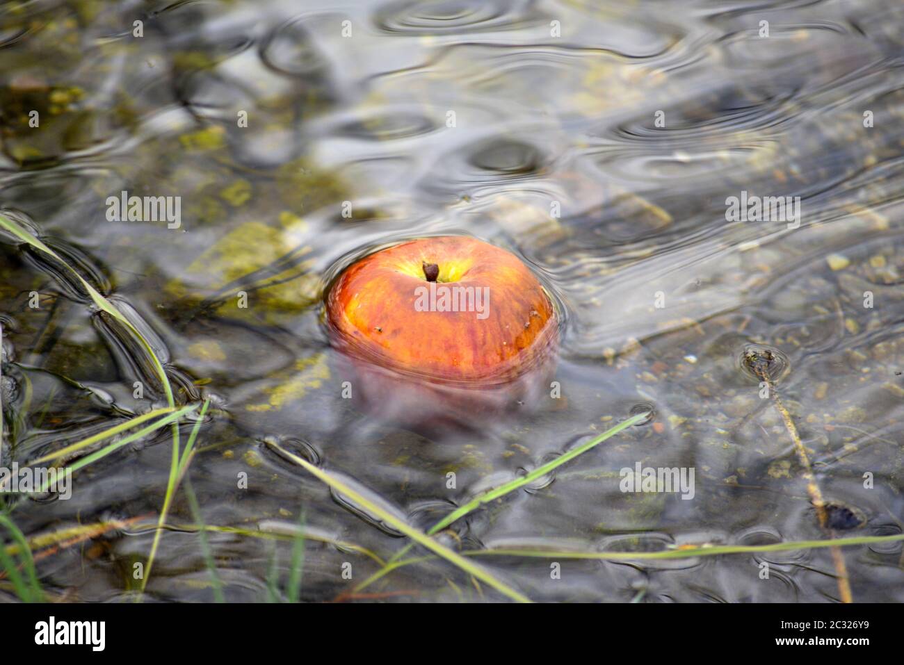 Rotten disgusting apple in a flowing water image Stock Photo - Alamy