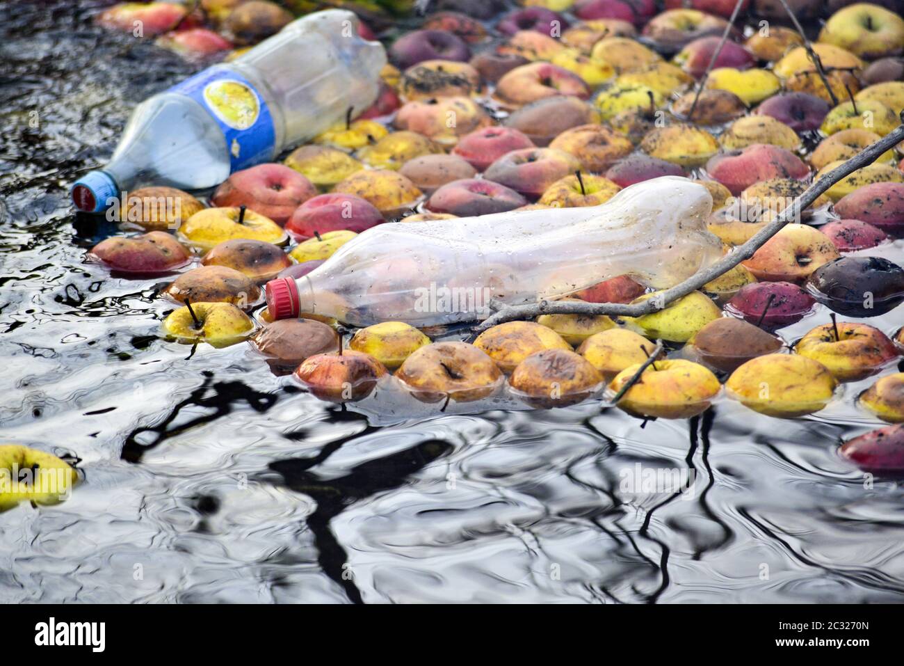Rotten disgusting apple in a flowing water image Stock Photo - Alamy