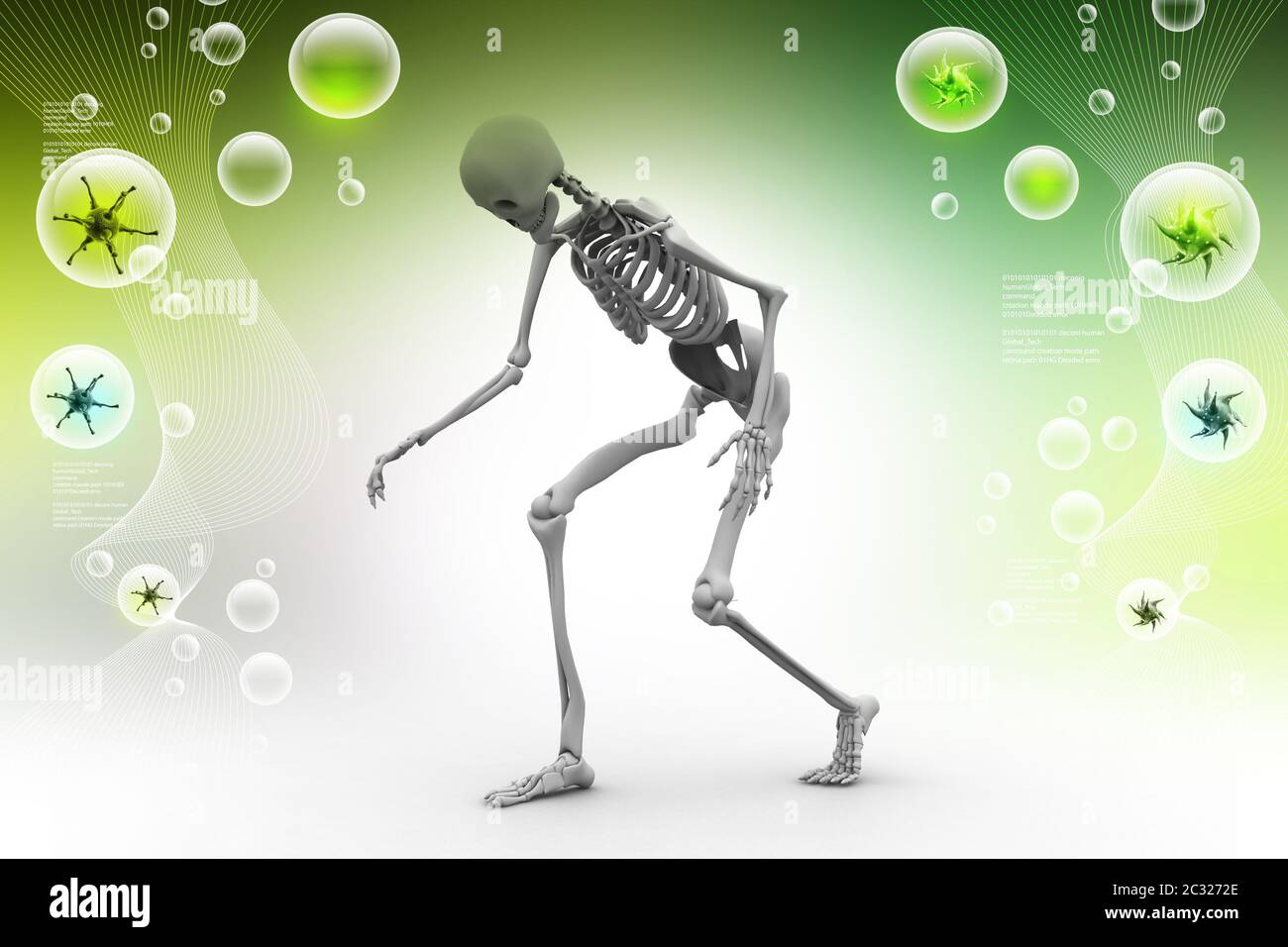 Human Skelton High Resolution Stock Photography and Images - Alamy
