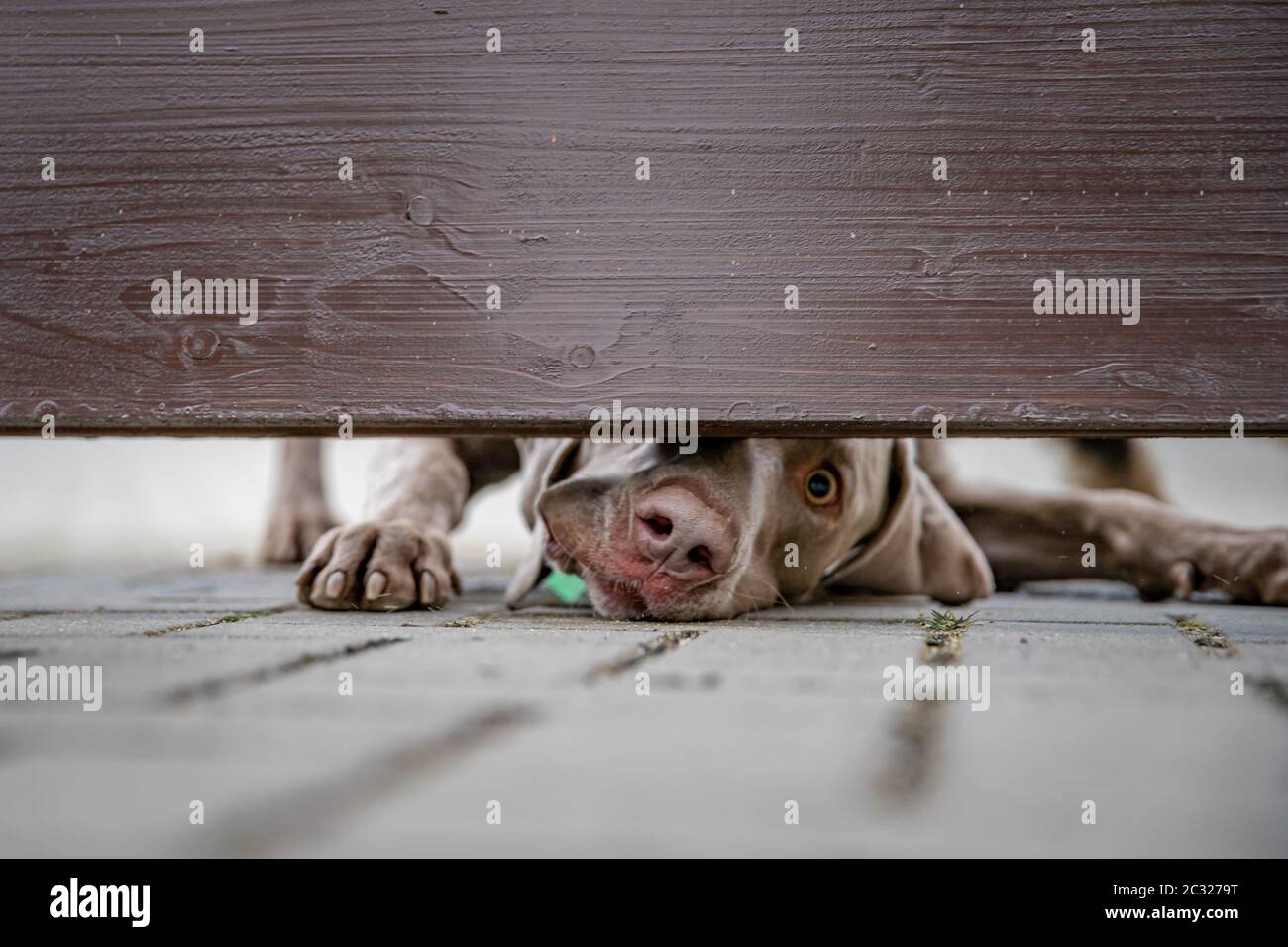 Dog guarding the house staring into space under the wooden gate Stock ...