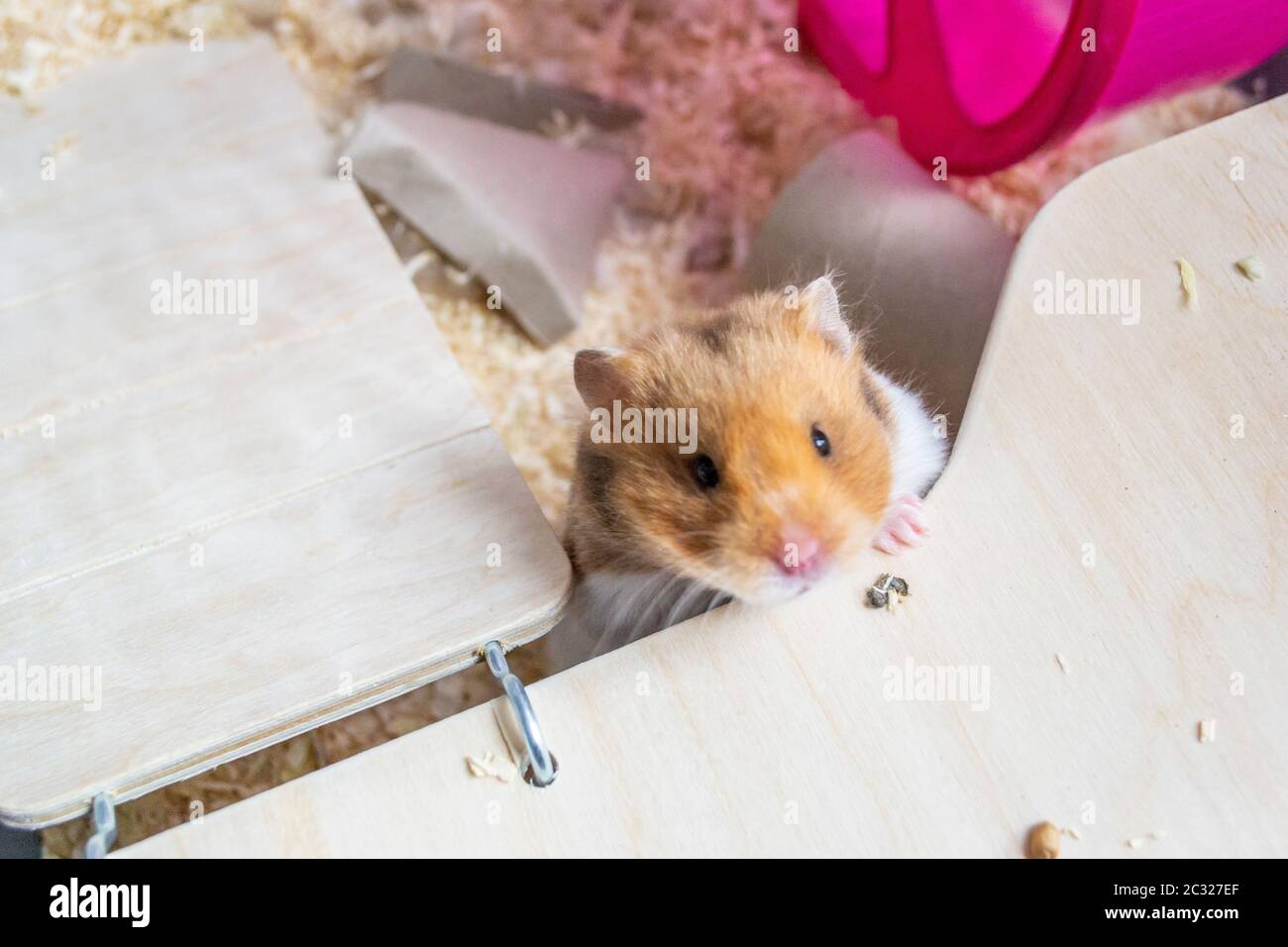 Syria hamster hi-res stock photography and images - Alamy