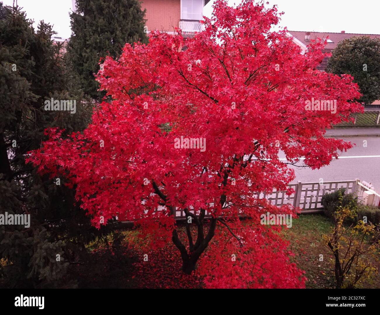 red maple acer (Acer Rubrum) aka swamp maple, water maple or soft maple ...