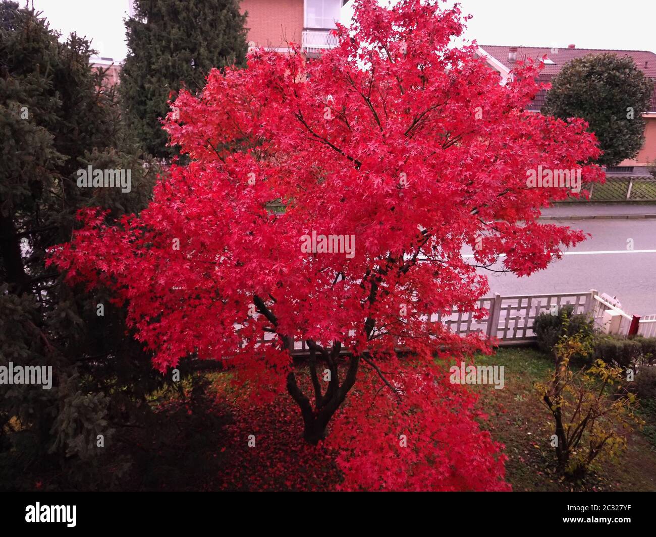 red maple acer (Acer Rubrum) aka swamp maple, water maple or soft maple ...