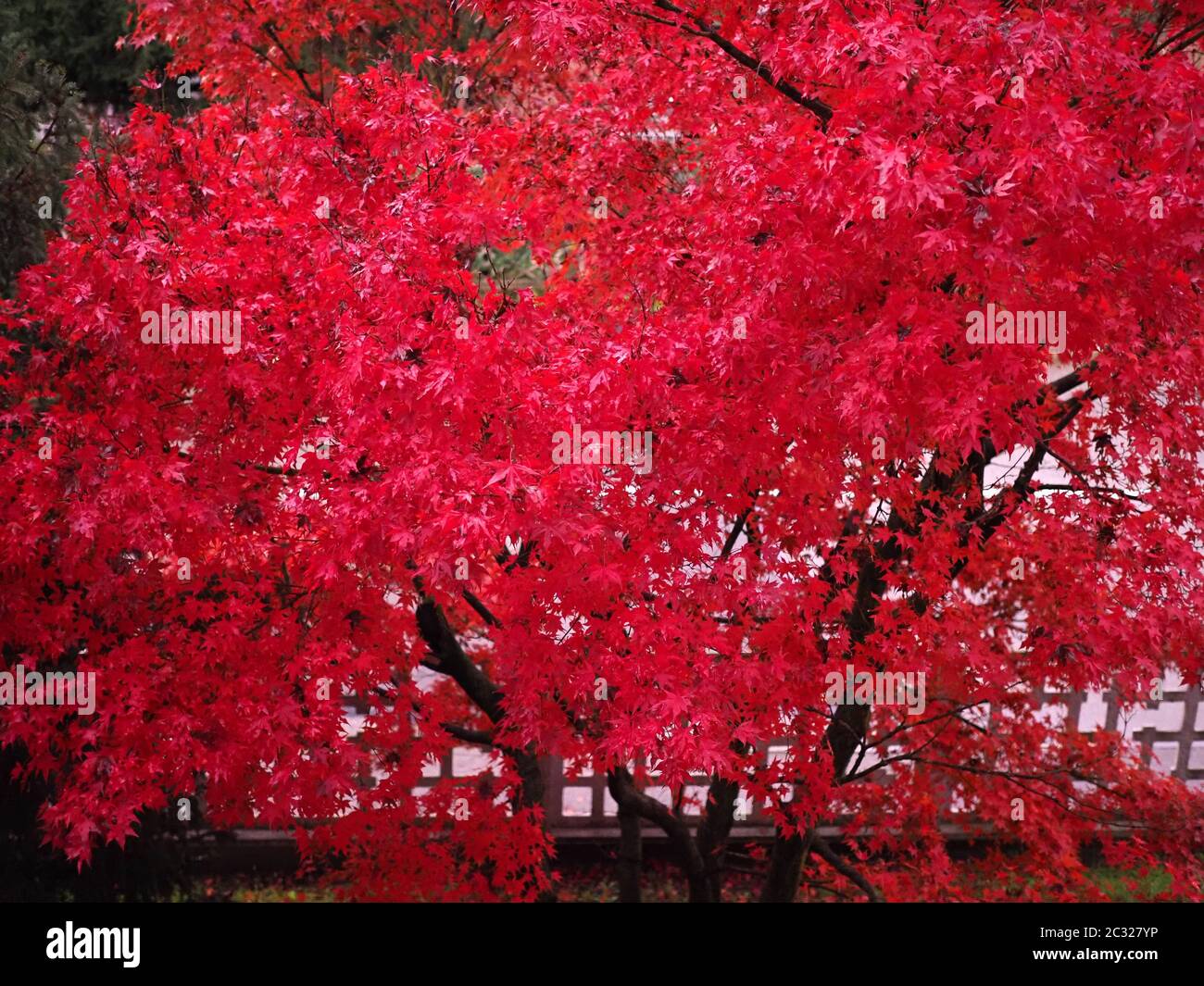 red maple acer (Acer Rubrum) aka swamp maple, water maple or soft maple ...