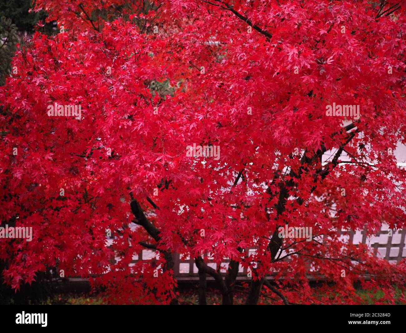 red maple acer (Acer Rubrum) aka swamp maple, water maple or soft maple ...