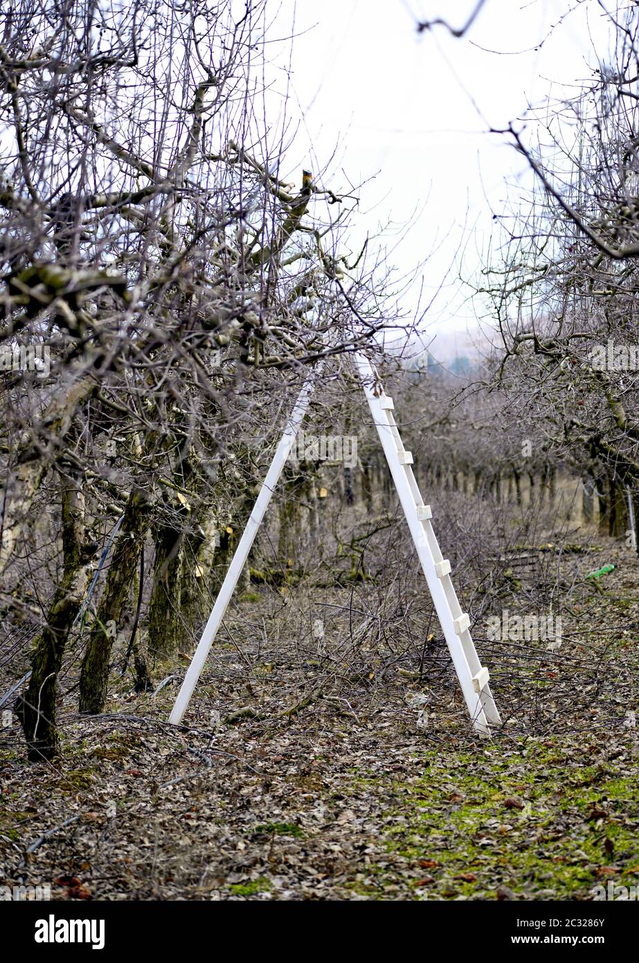 ladder for pruning apple trees,image Stock Photo - Alamy
