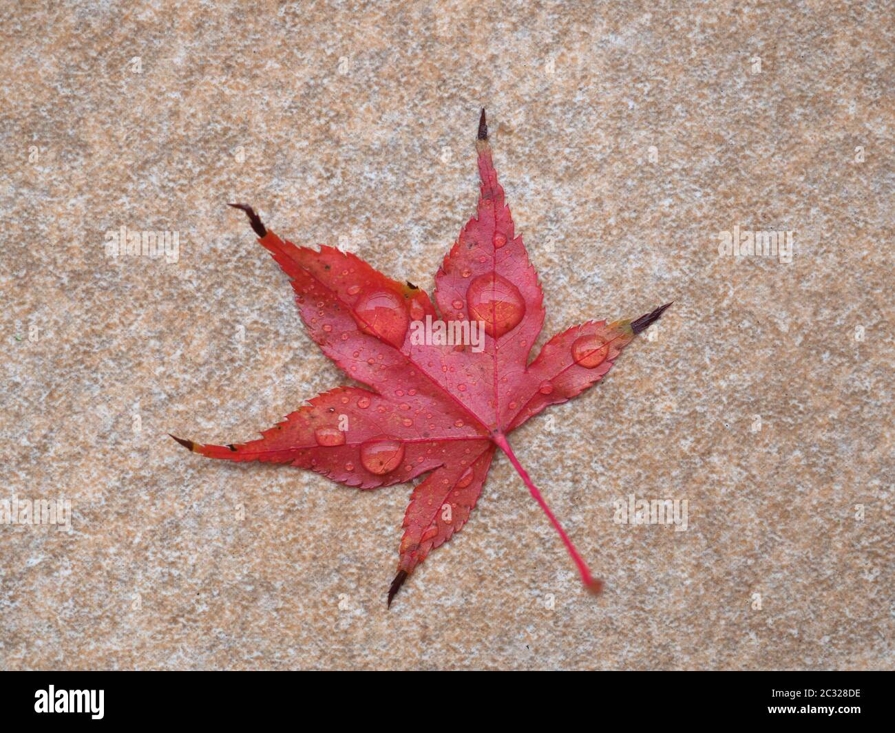leaf of maple acer (Acer Rubrum) aka swamp maple, water maple or soft ...