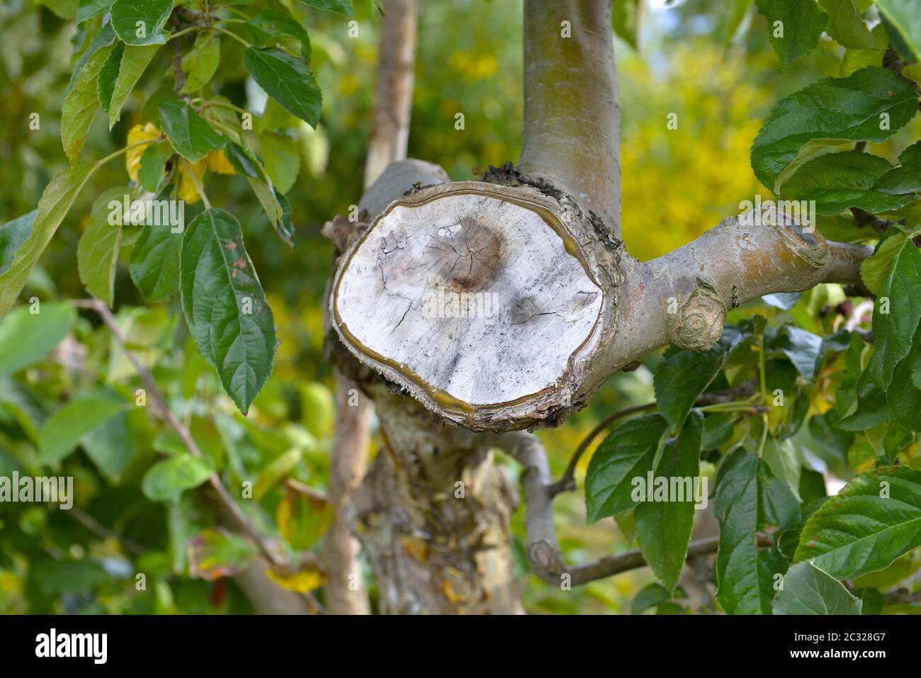 Prune old apple tree winter hi-res stock photography and images - Alamy