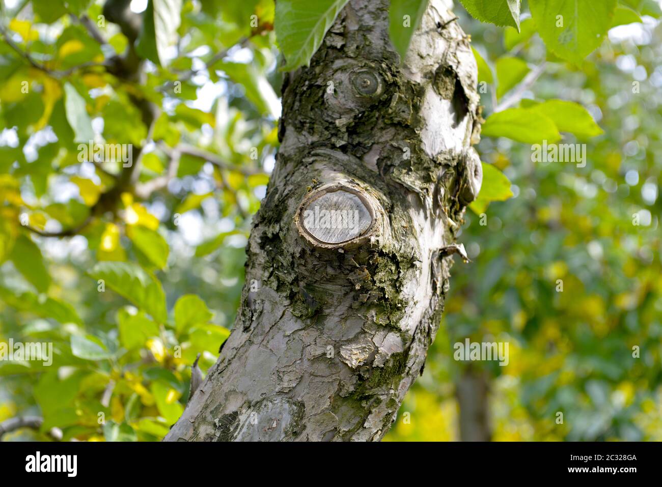 Pruned apple tree hi-res stock photography and images - Alamy