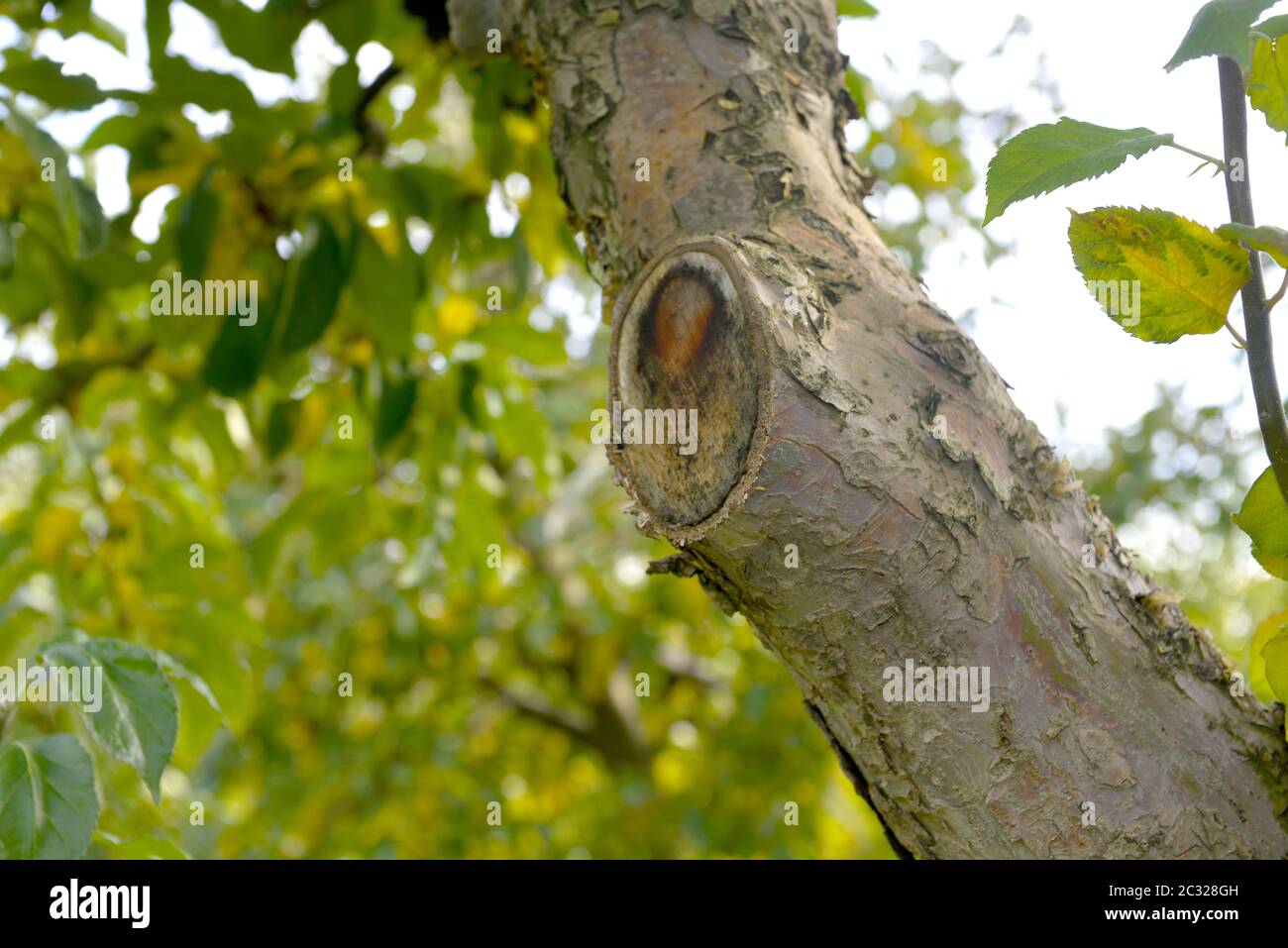 Cut apple tree pruned hi-res stock photography and images - Alamy