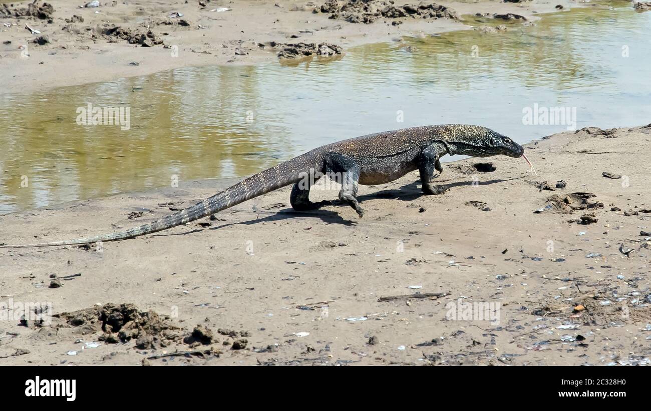 Real Komodo dragon in natural habitat Stock Photo - Alamy