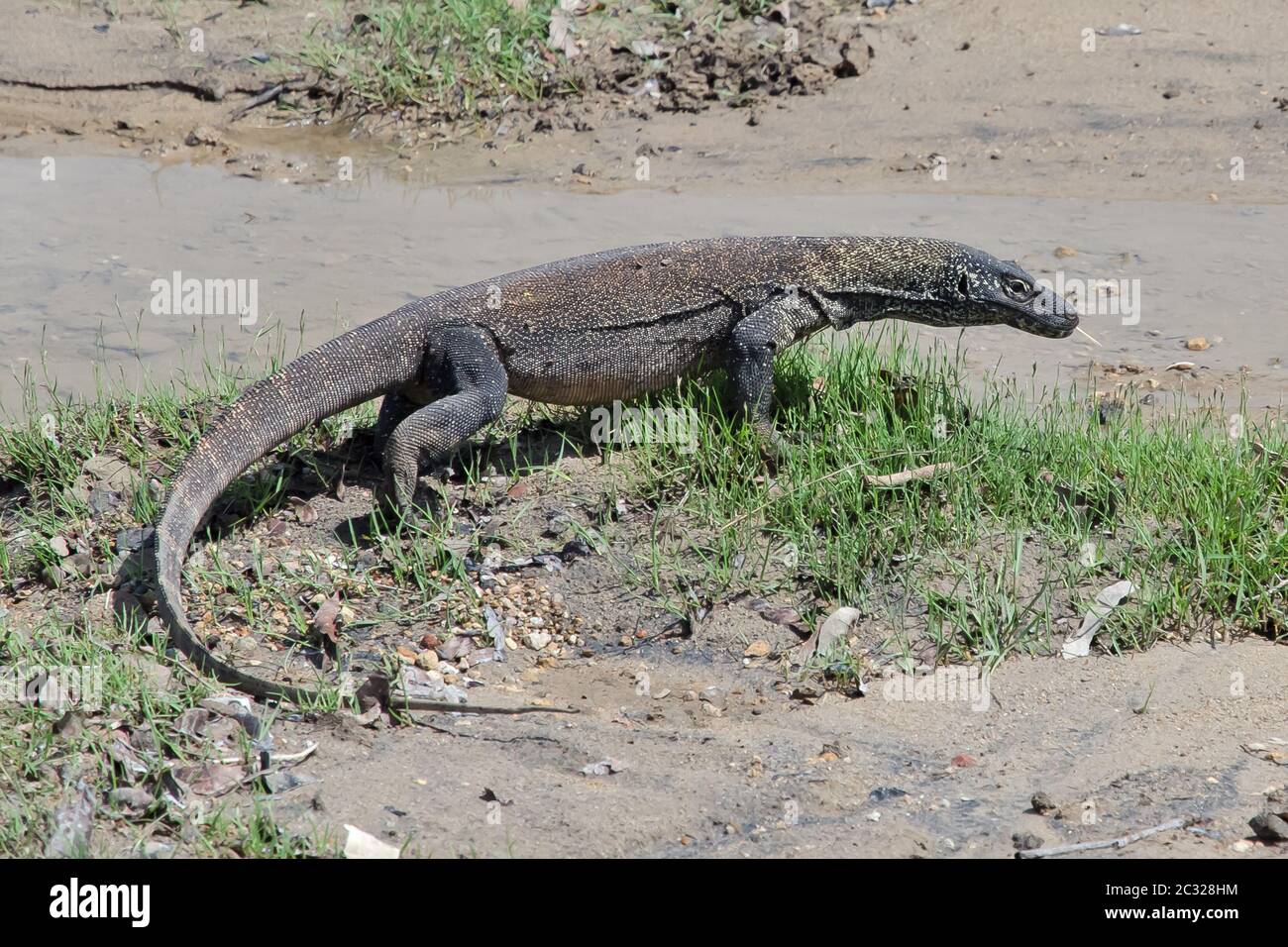 Real komodo dragon in hi-res stock photography and images - Alamy